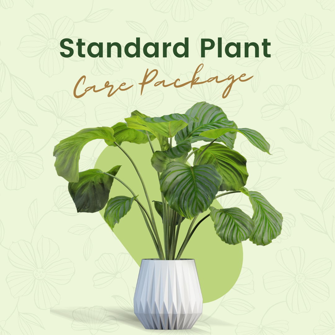 Standard Care Plan (8 Visits Per Month | 2 Visits Per Week) – Royal ...