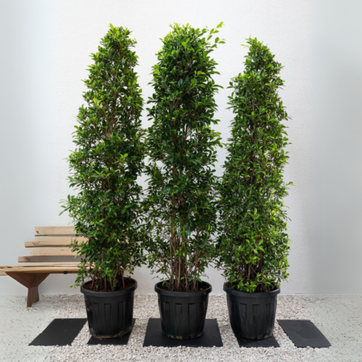 Ficus Nitida Cone – Majestic Tree with Elegant Shape - Royal Plants ...