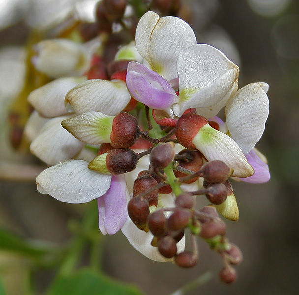 Pongamia Tree - Royal Plants & Flowers